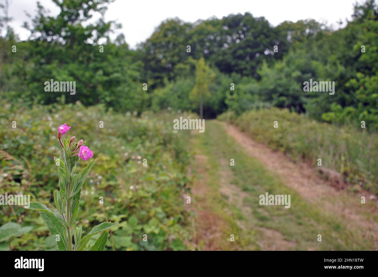 Pathway through English field with forest and woodland with trees in ...