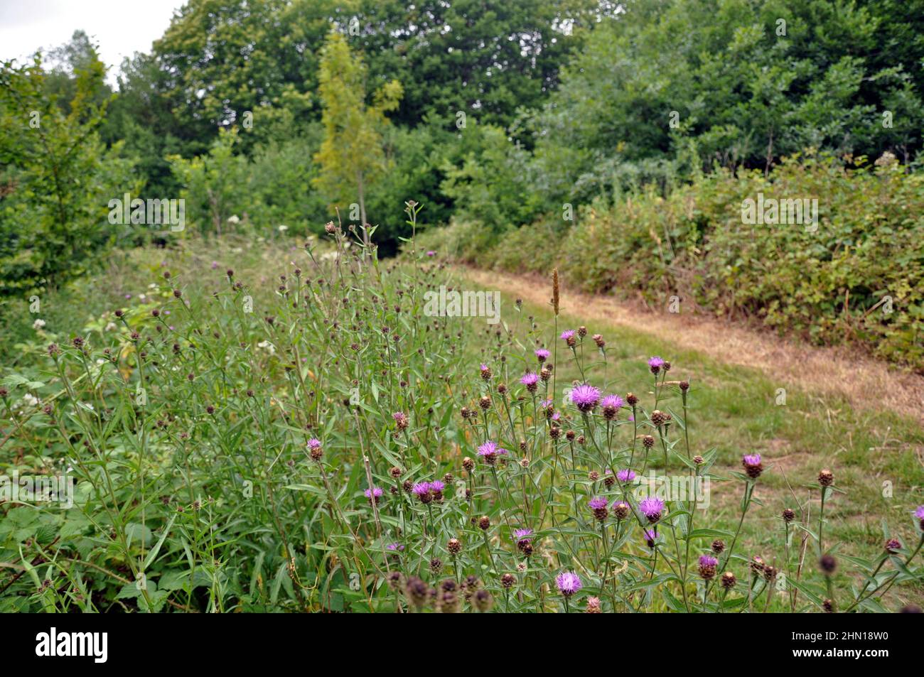 Pathway through English field with forest and woodland with trees in ...