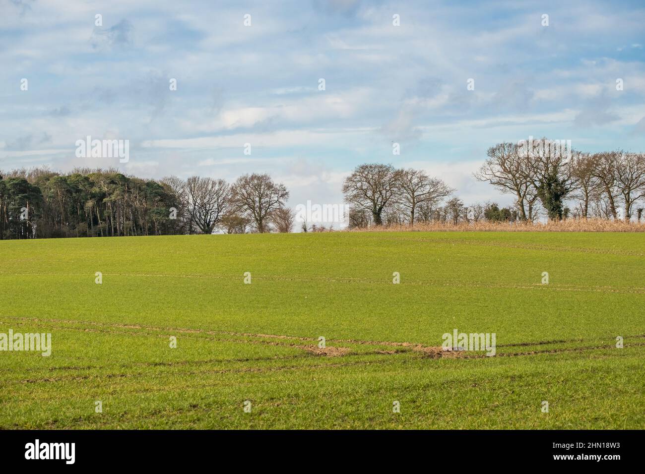 Arable crop field bathed in Norfolk bathed in golden light with a small ...
