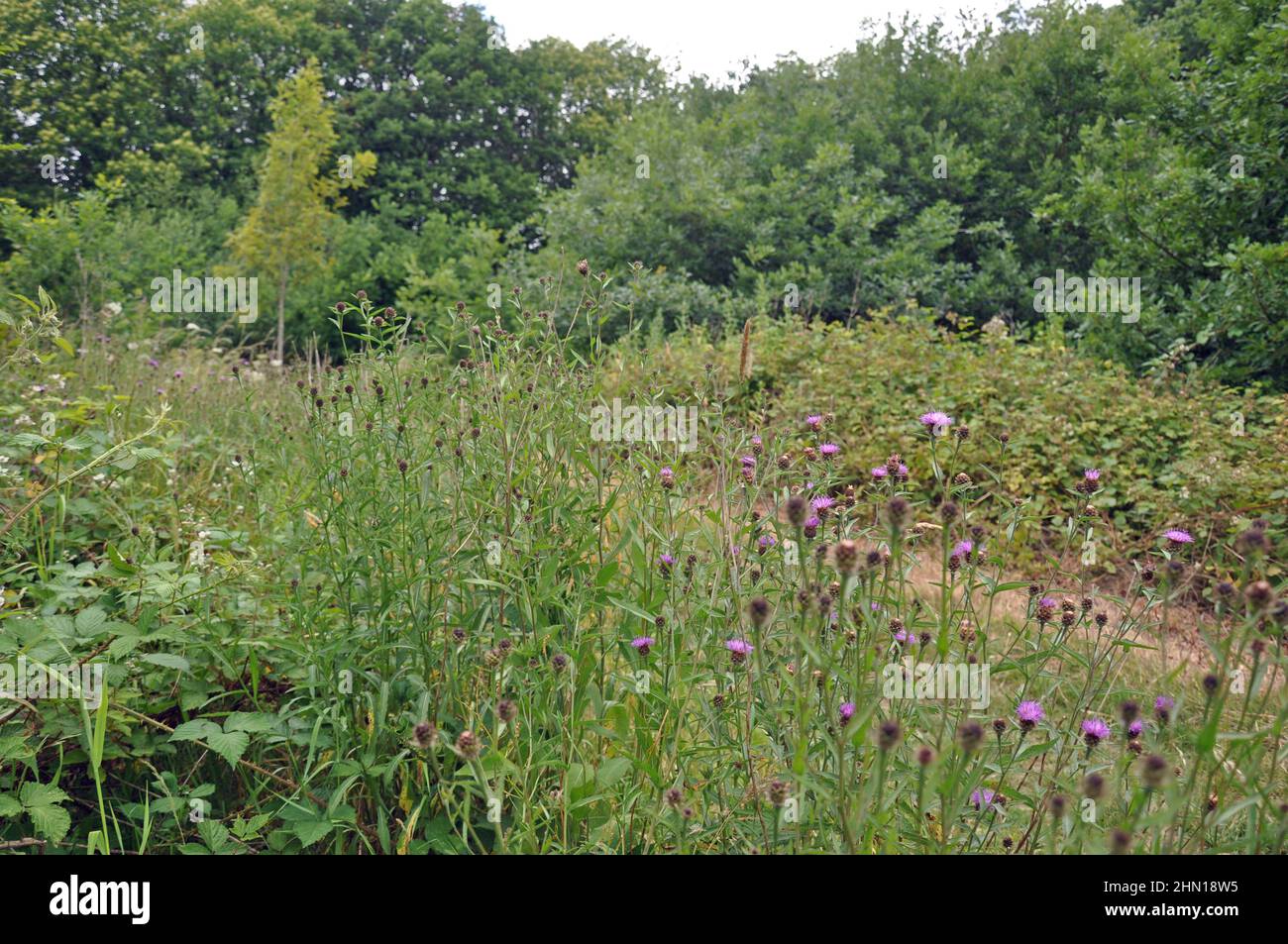 Pathway through English field with forest and woodland with trees in ...