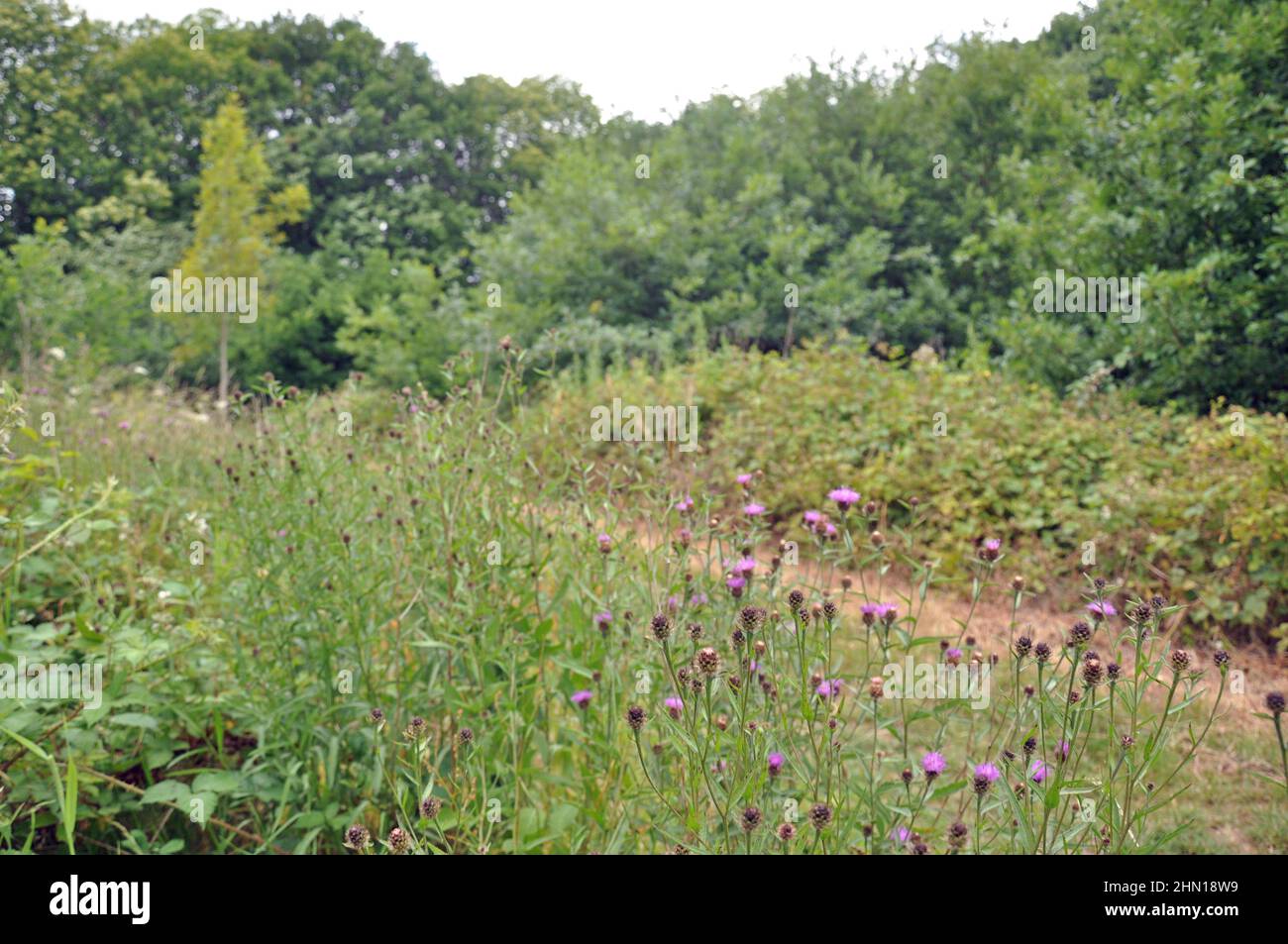 Pathway through English field with forest and woodland with trees in ...