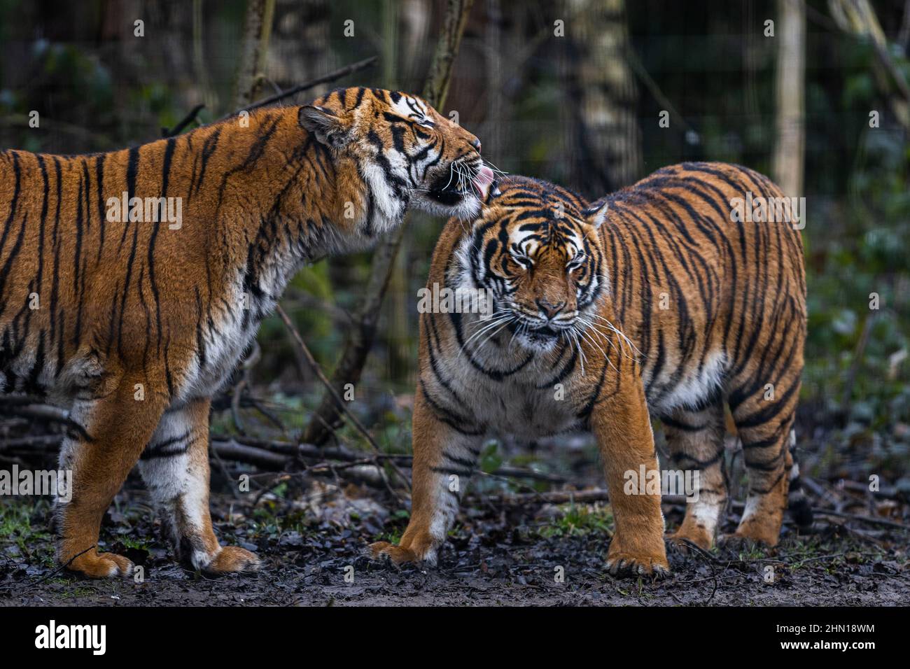 Interaction between two tigers in the forest Stock Photo - Alamy