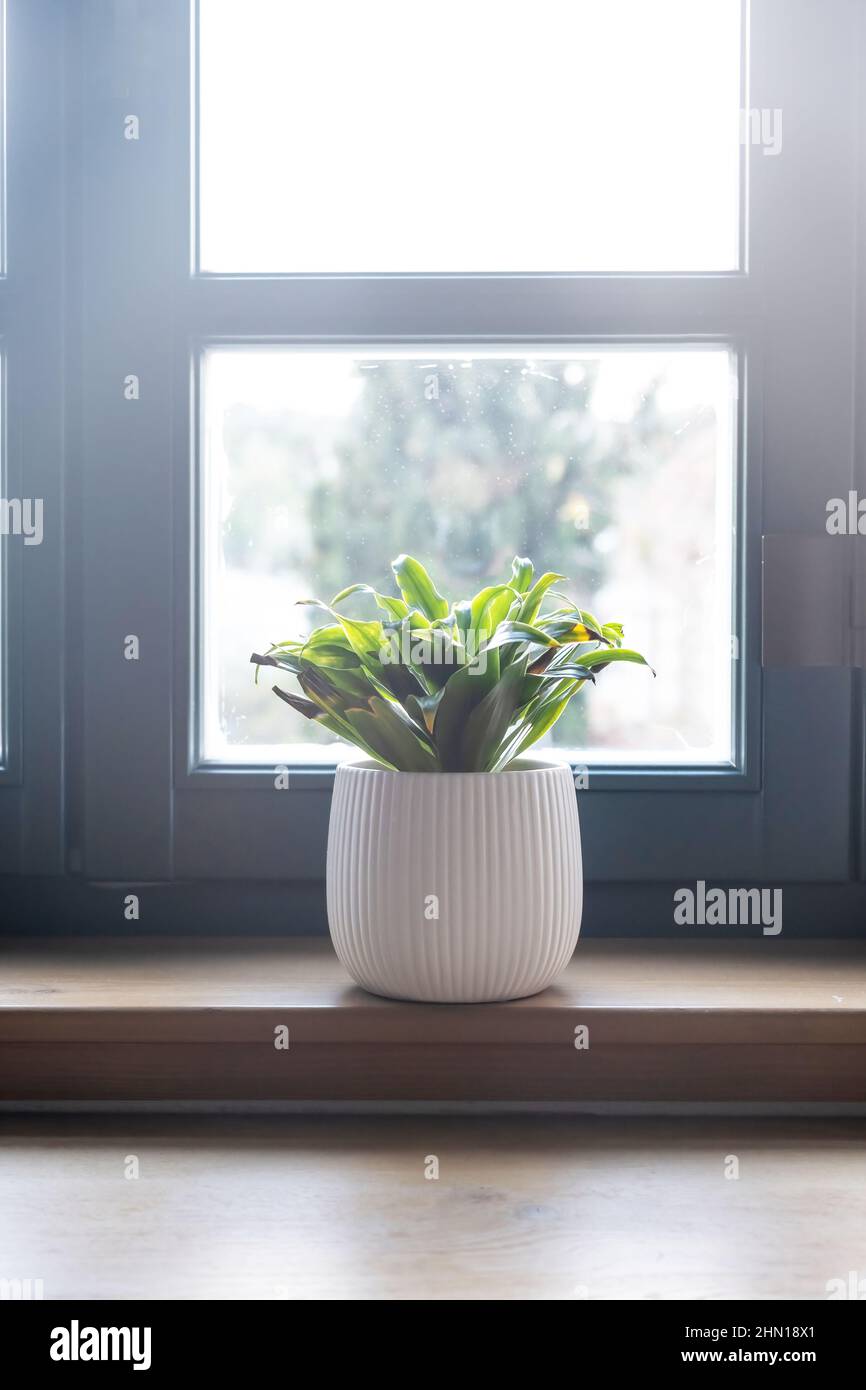 White ceramic flower pot on a wooden window sill, blur glass pane ...