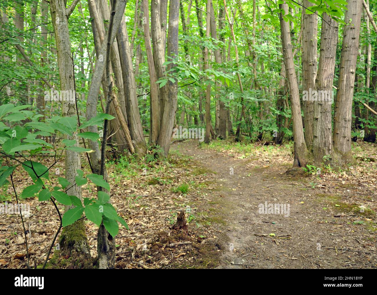 Pathway through English forest and woodland with trees and plants with ...