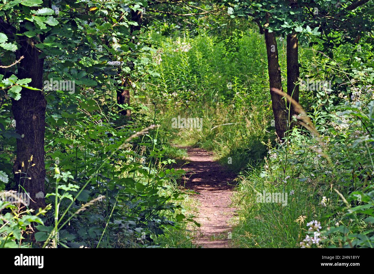 Pathway through English forest and woodland with trees and plants with ...