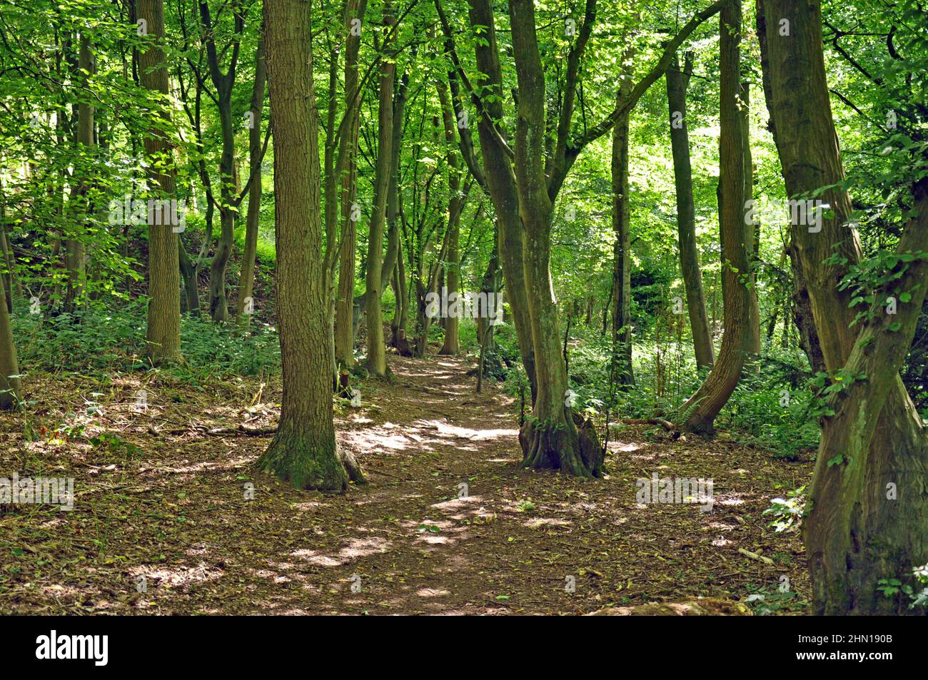 Pathway through English forest and woodland with trees and plants with ...