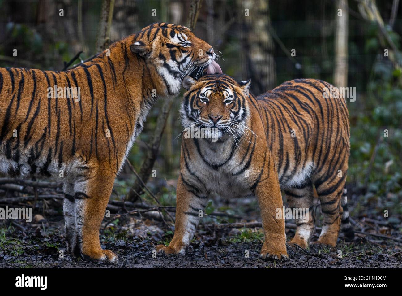 Interaction between two tigers in the forest Stock Photo - Alamy