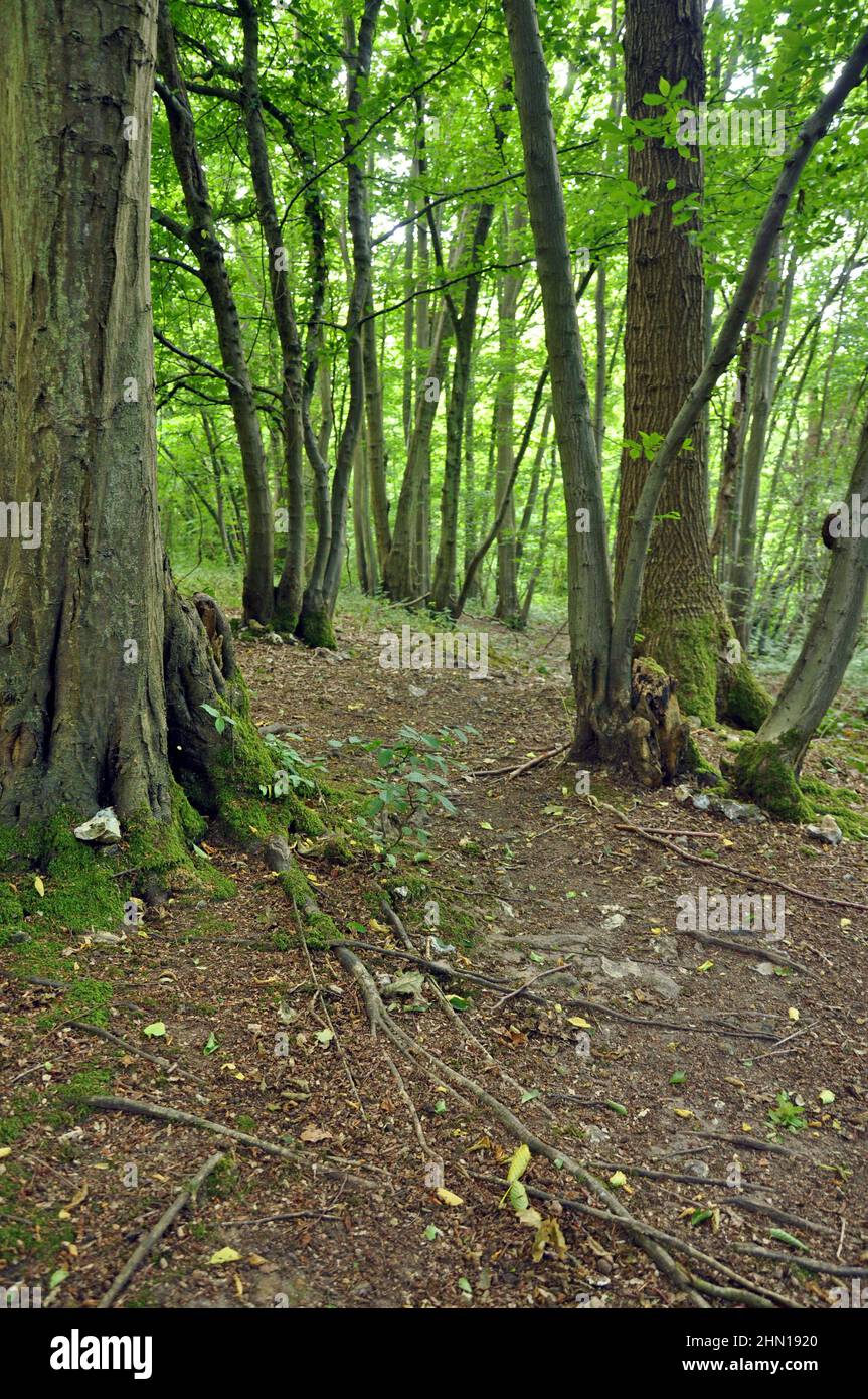 Pathway through English forest and woodland with trees and plants with ...