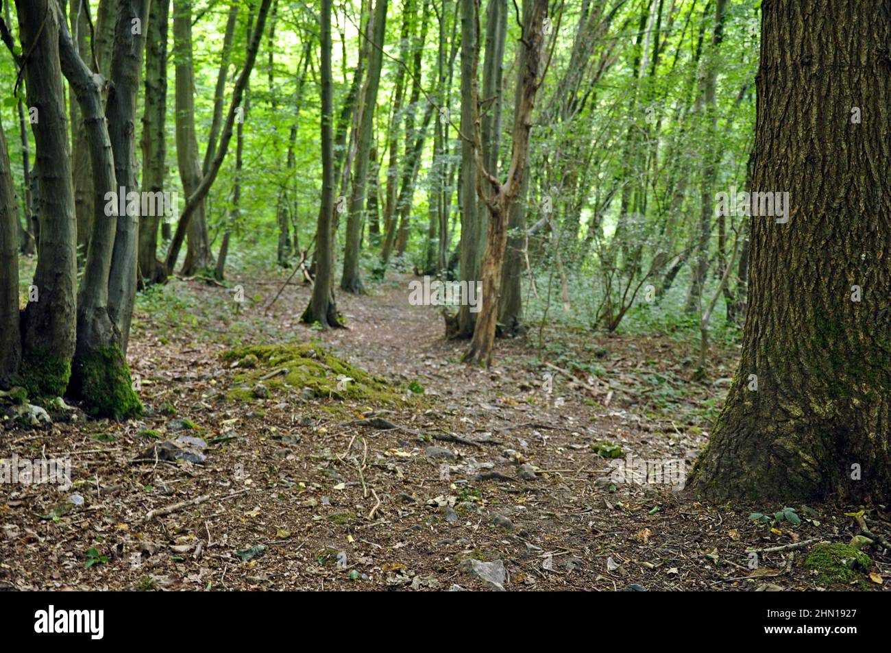 Pathway through English forest and woodland with trees and plants with ...