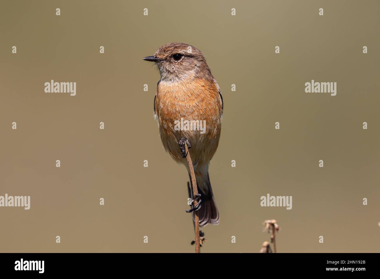 Female African Stonechat, South Africa Stock Photo - Alamy