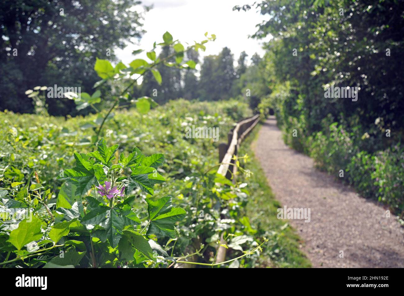 Pathway through English forest and woodland with trees and plants with ...
