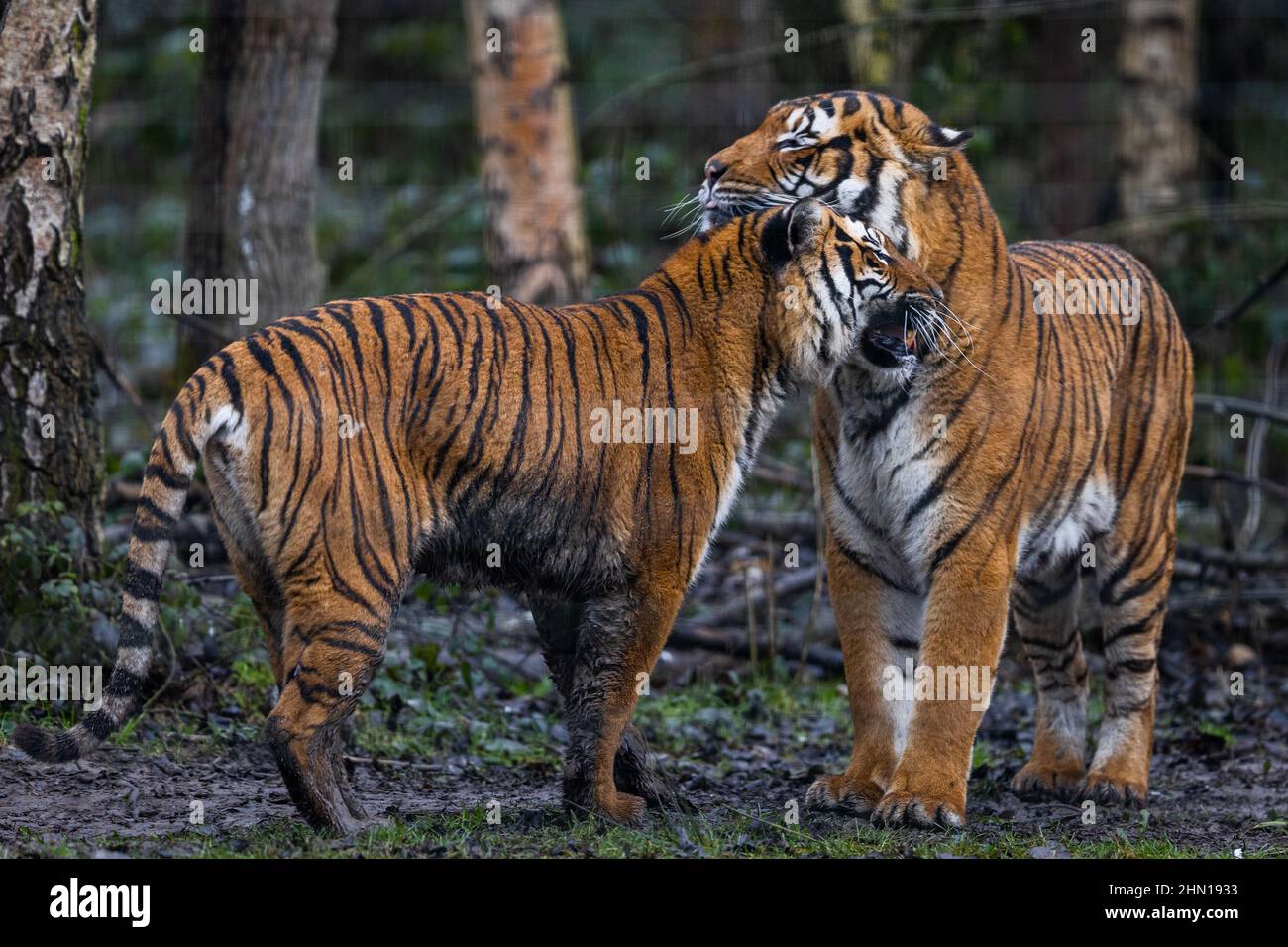 Interaction between two tigers in the forest Stock Photo - Alamy
