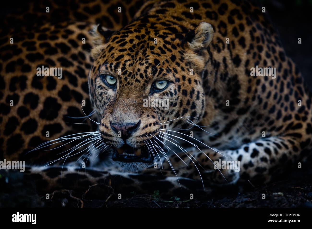 Angry leopard in the forest Stock Photo - Alamy