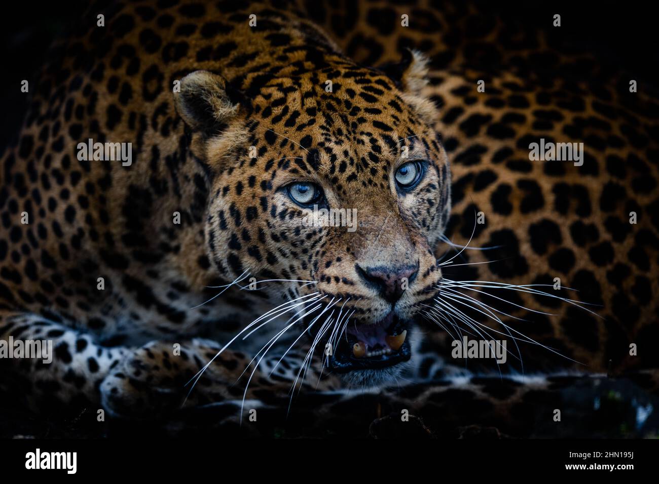 Angry leopard in the forest Stock Photo - Alamy