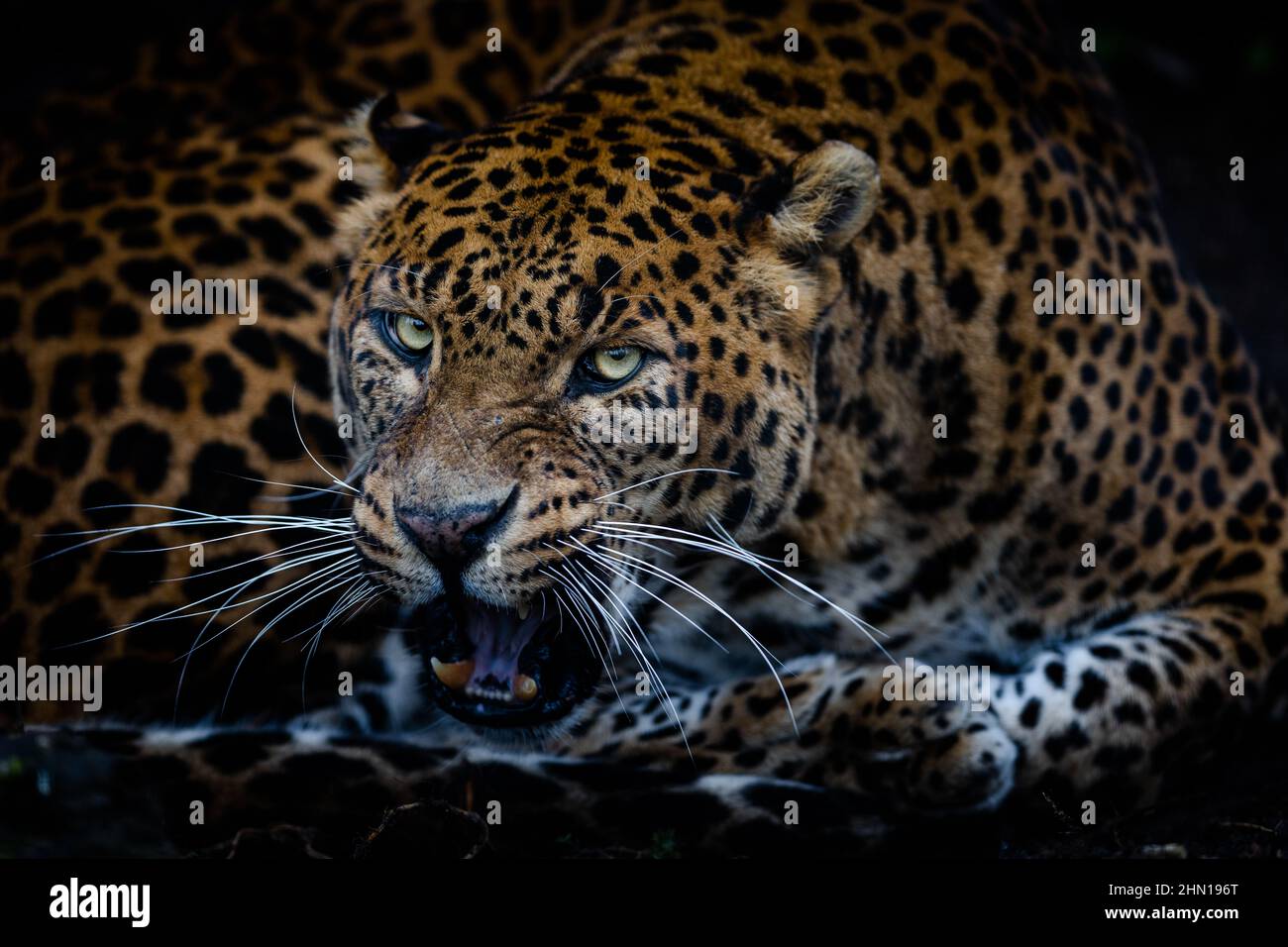 Angry leopard in the forest Stock Photo - Alamy