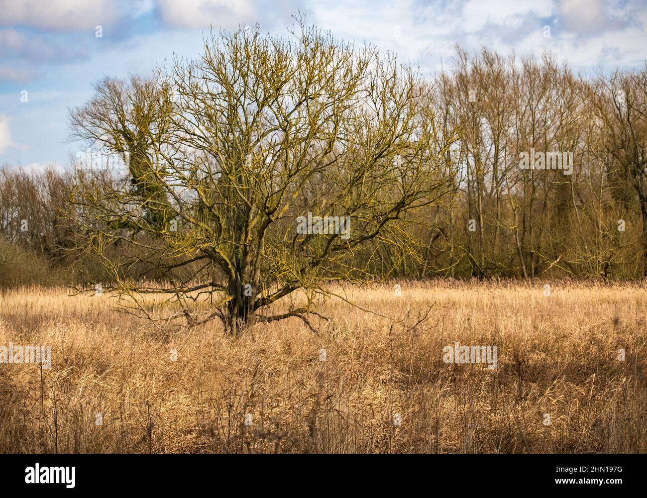 Tree among the golden reeds bathed in sunlight in rural Norfolk Stock ...