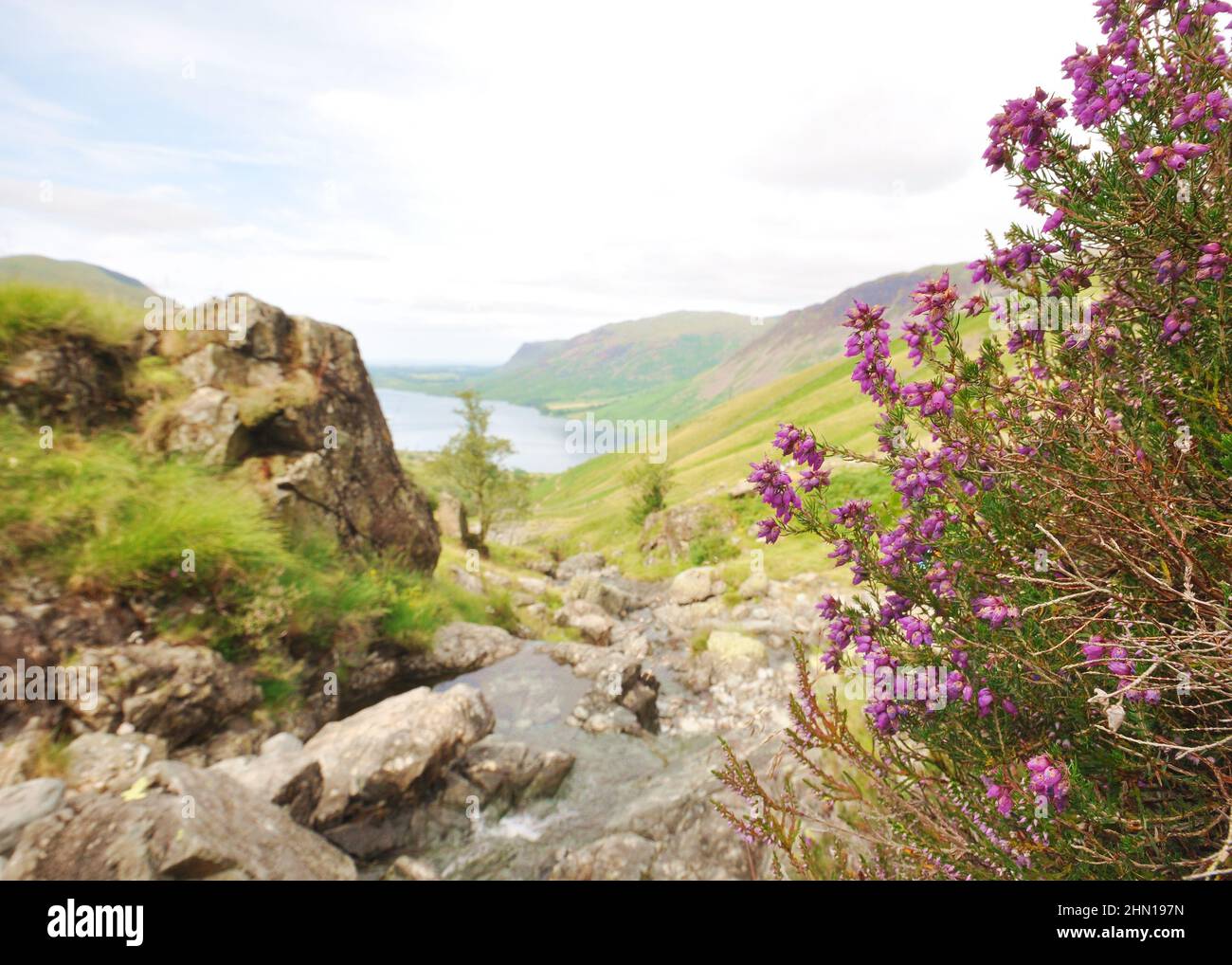Scafell Pike, Lake district, looking towards Wast Water with heather ...
