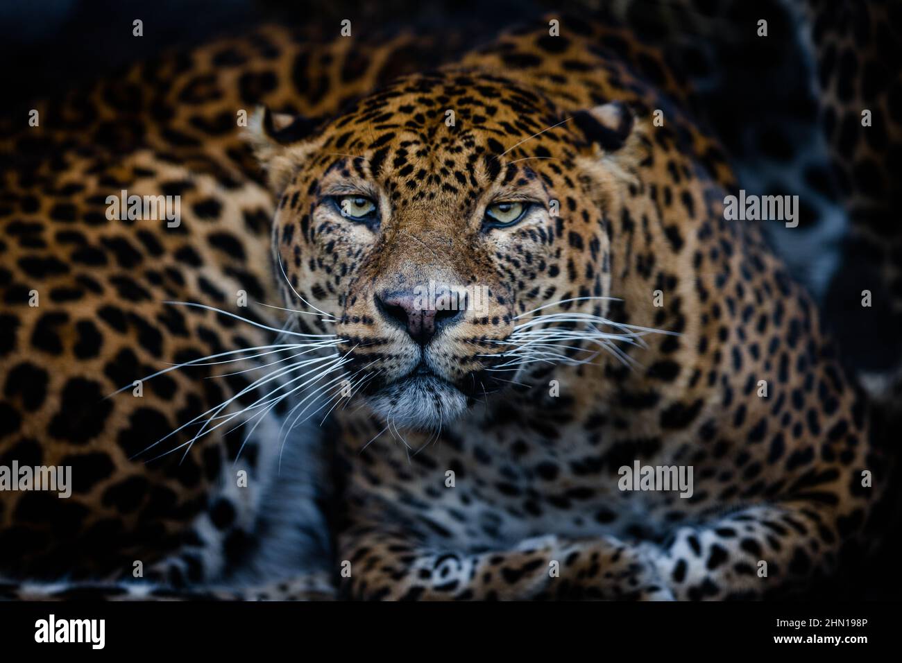 Angry leopard in the forest Stock Photo - Alamy