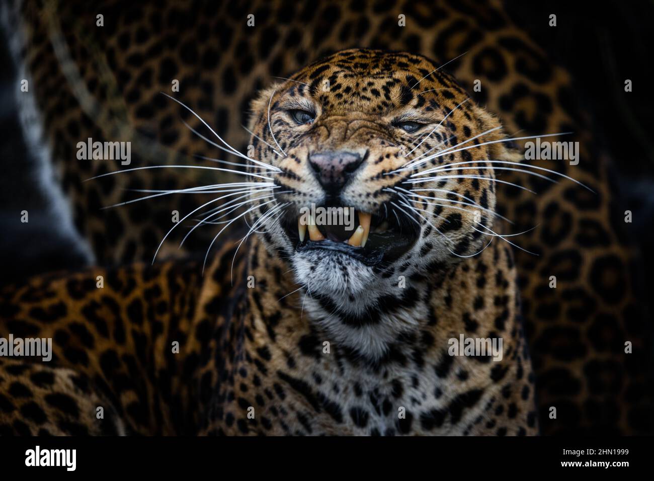 Angry leopard in the forest Stock Photo - Alamy