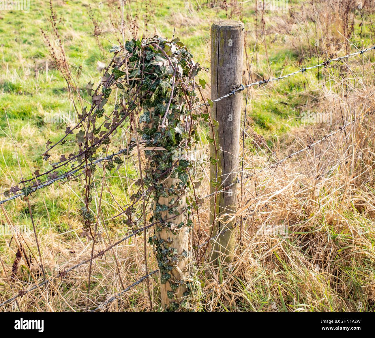 Post covered in ivy hi-res stock photography and images - Alamy