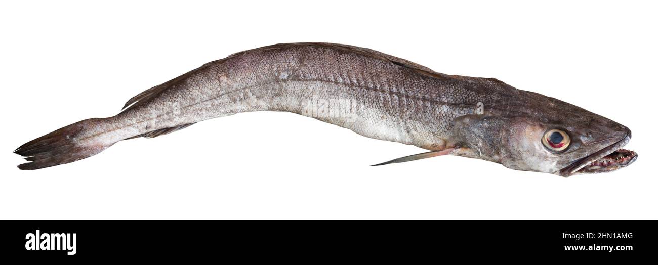 Raw merluccius on white background Stock Photo - Alamy