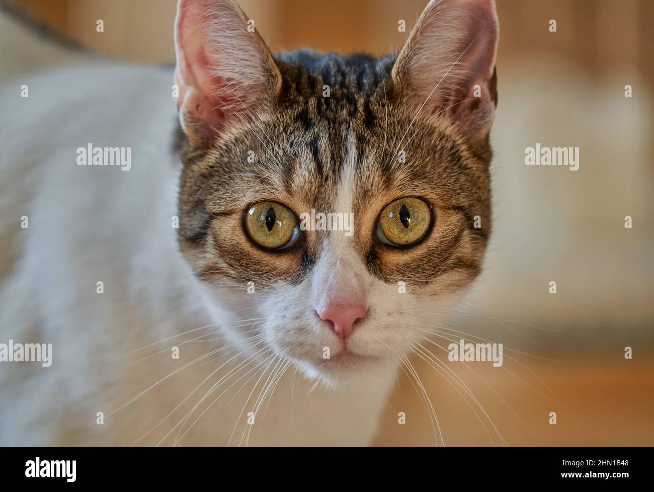 European cat portrait Stock Photo - Alamy