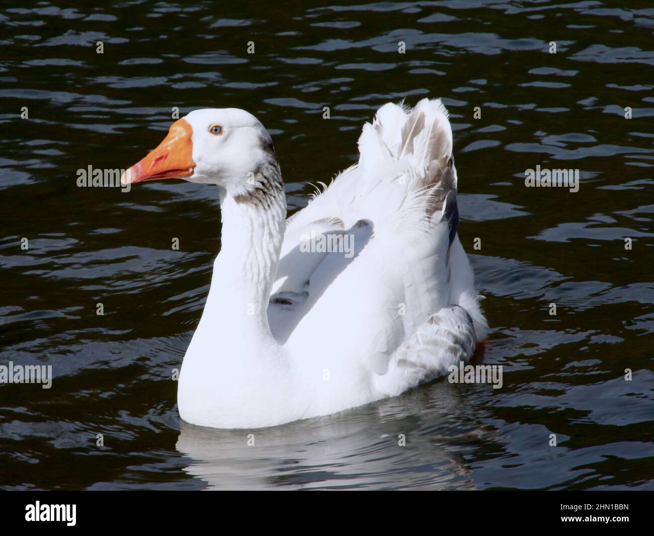 White chinese goose hi-res stock photography and images - Alamy