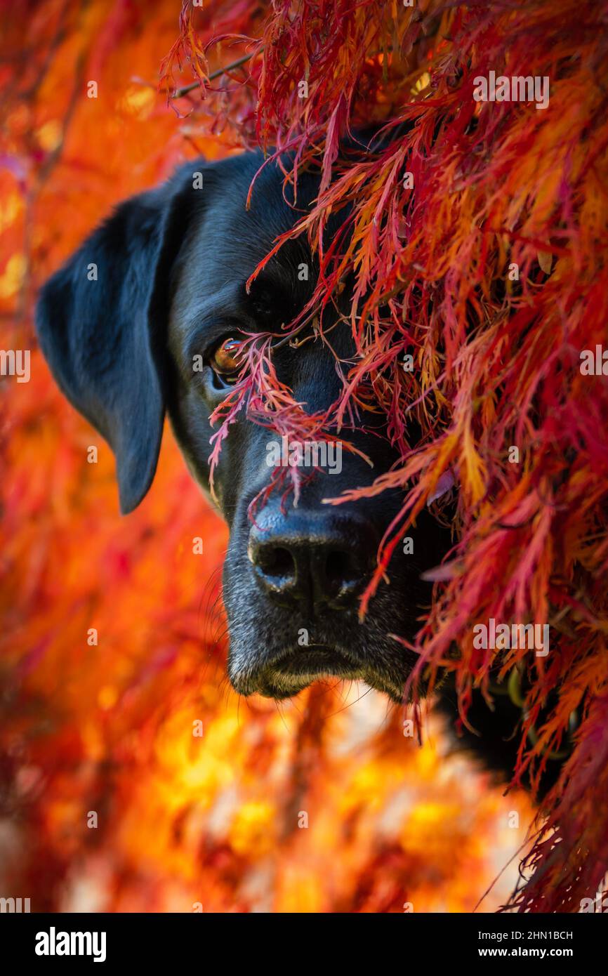 Black labrador looking through a Japanese maple tree Stock Photo - Alamy