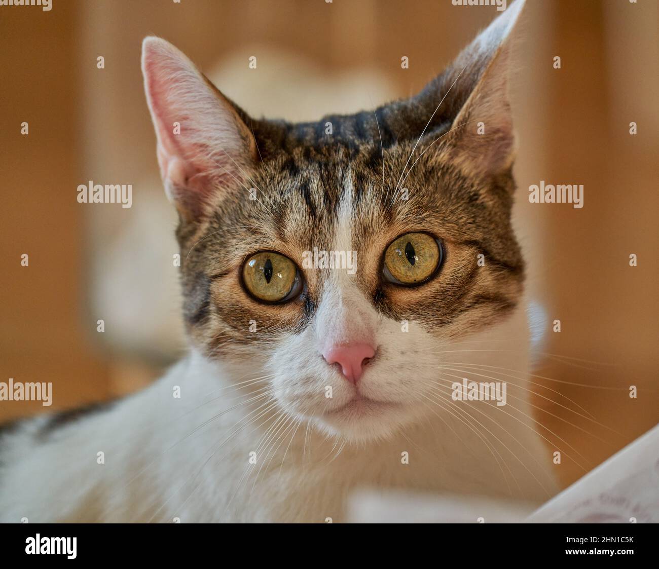 European cat portrait Stock Photo - Alamy