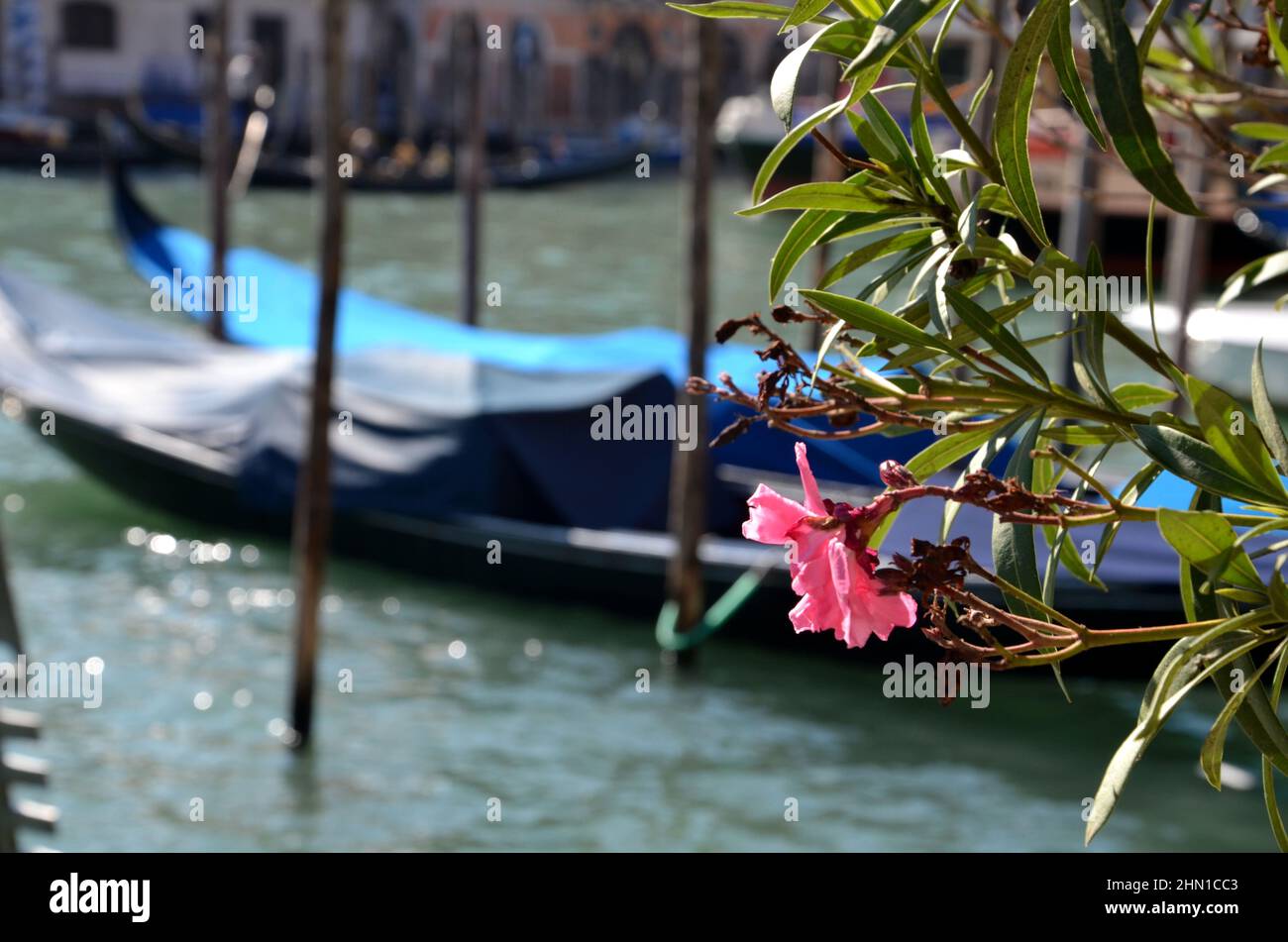 closeup of a flower with a gondola in background in venice Stock Photo ...