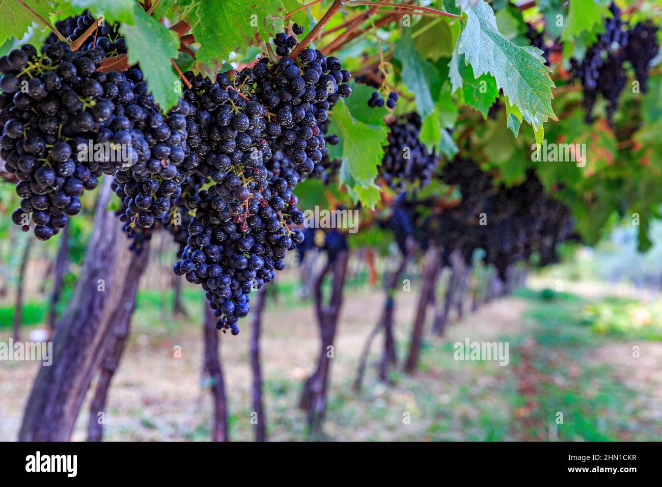 Huge cluster of grapes hi-res stock photography and images - Alamy