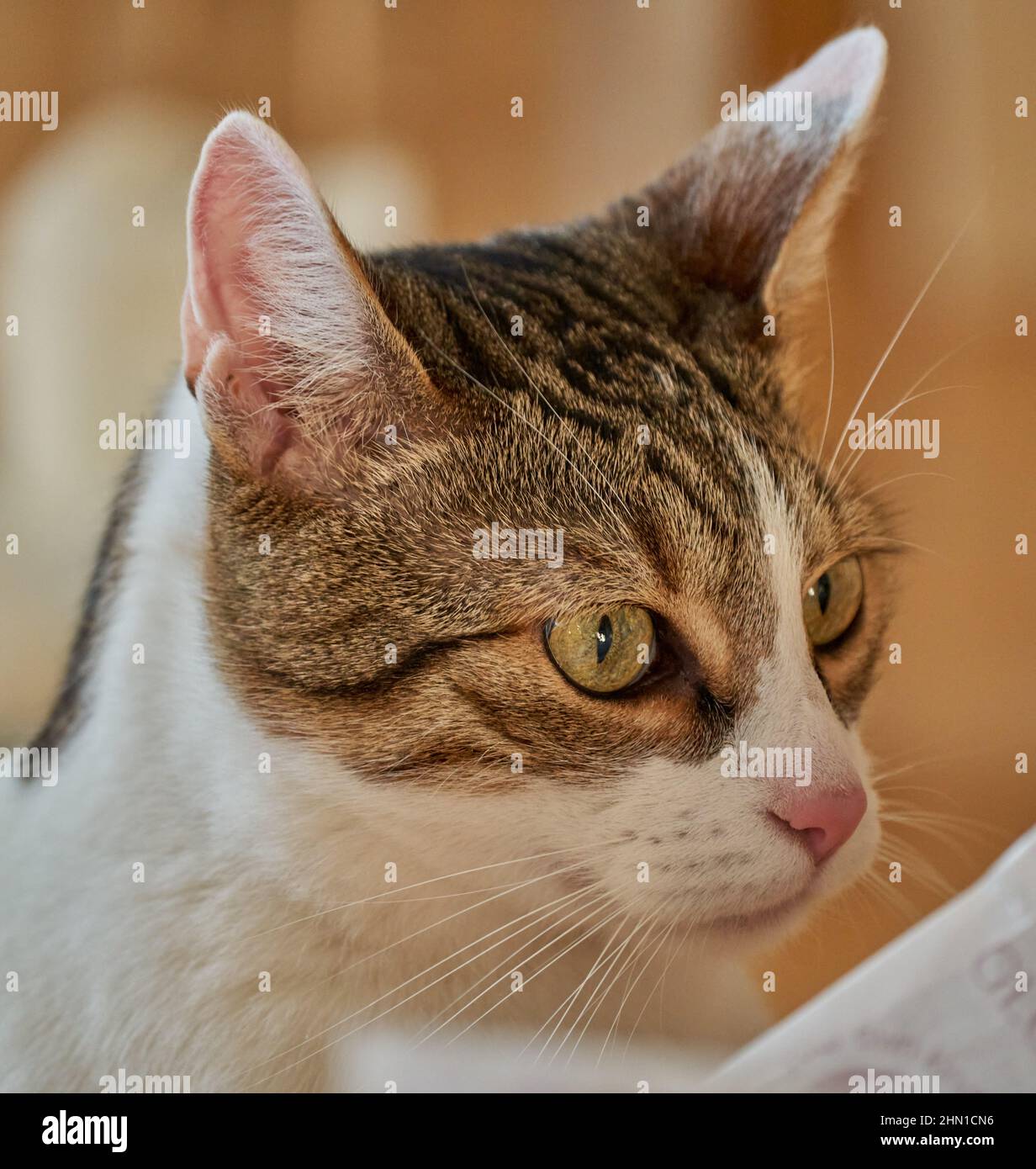 European cat portrait Stock Photo - Alamy