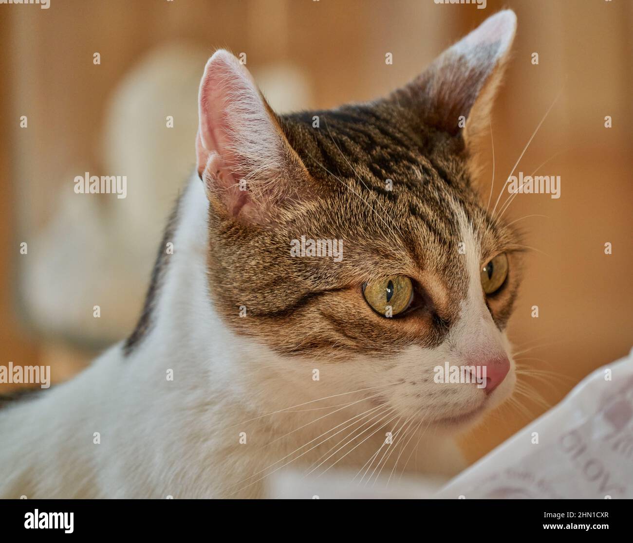 European cat portrait Stock Photo - Alamy