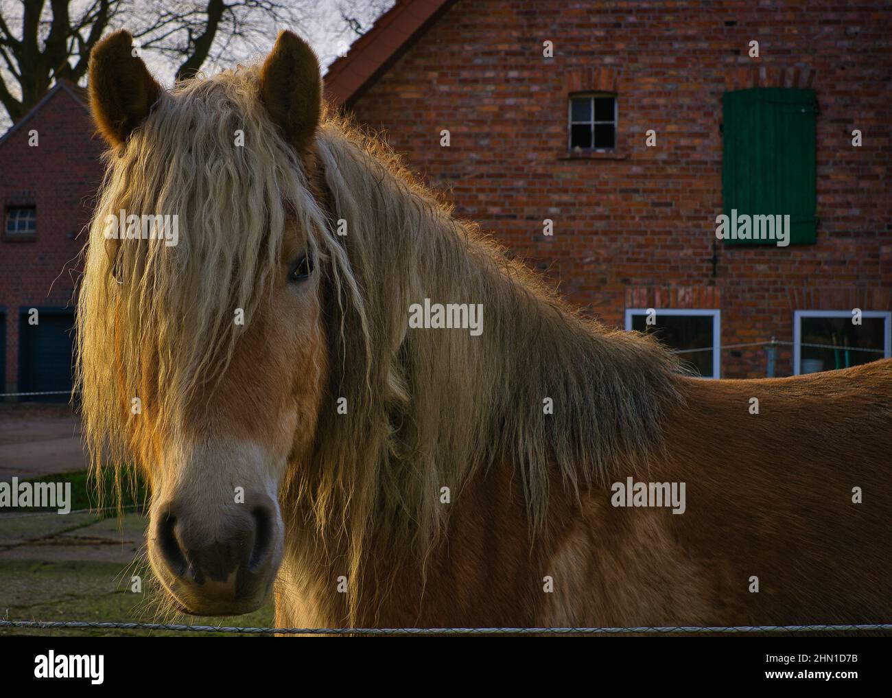 Beautiful young red horse hi-res stock photography and images - Alamy