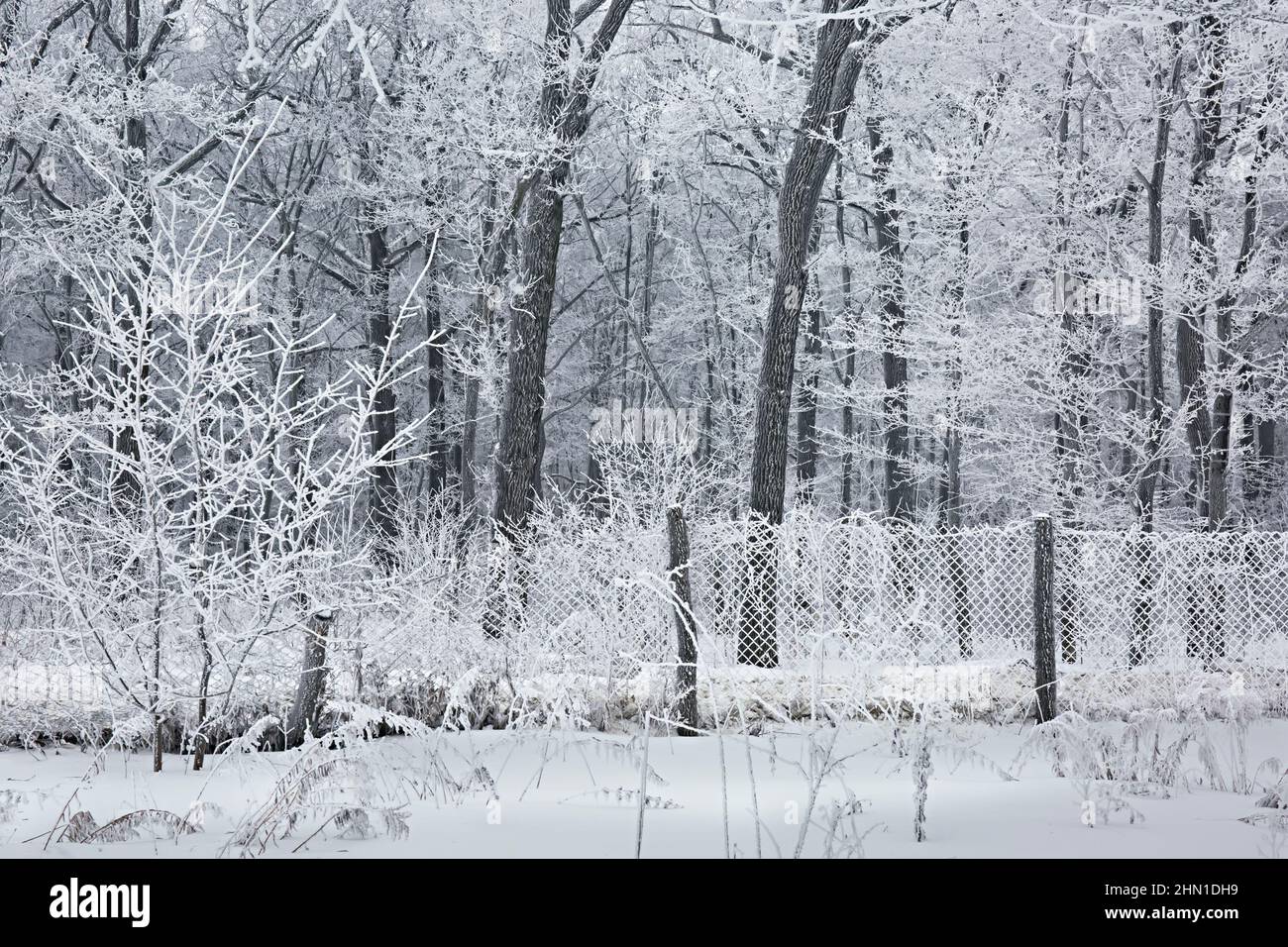 Winter scene background, forest covered with frost Stock Photo - Alamy