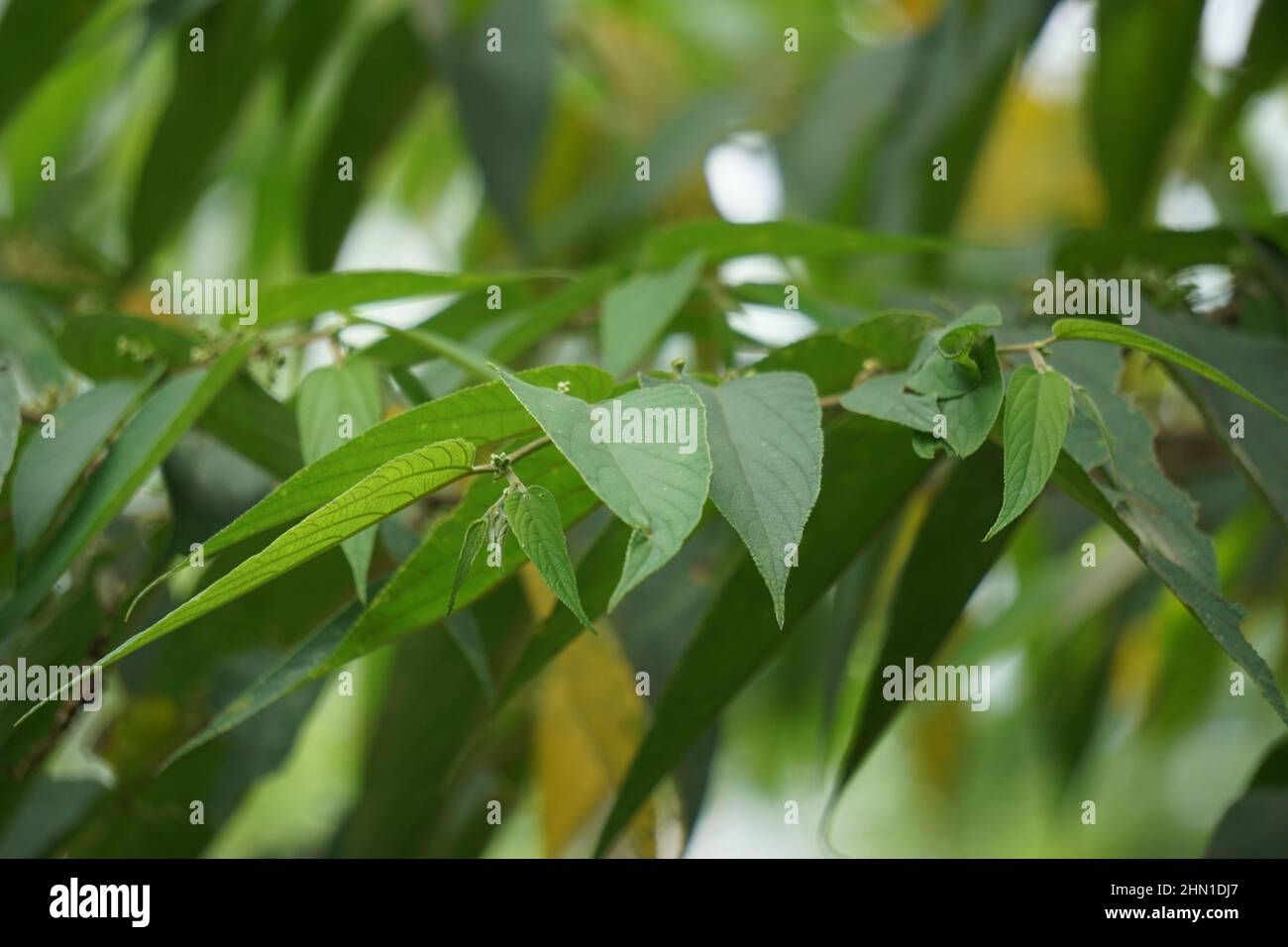 Trema orientale (also called Trema orientalis, Cannabaceae, charcoal ...