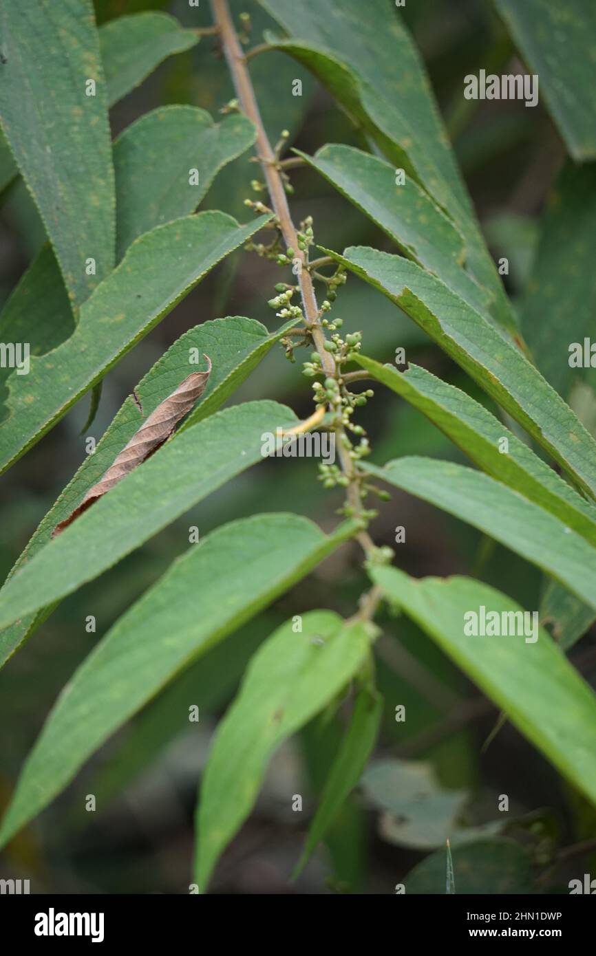 Trema orientale (also called Trema orientalis, Cannabaceae, charcoal ...