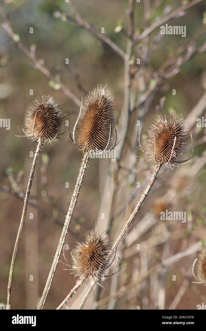 Close up dead thistle hi-res stock photography and images - Alamy