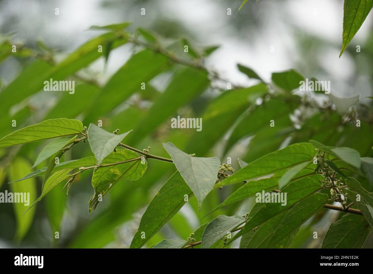 Trema orientale (also called Trema orientalis, Cannabaceae, charcoal ...