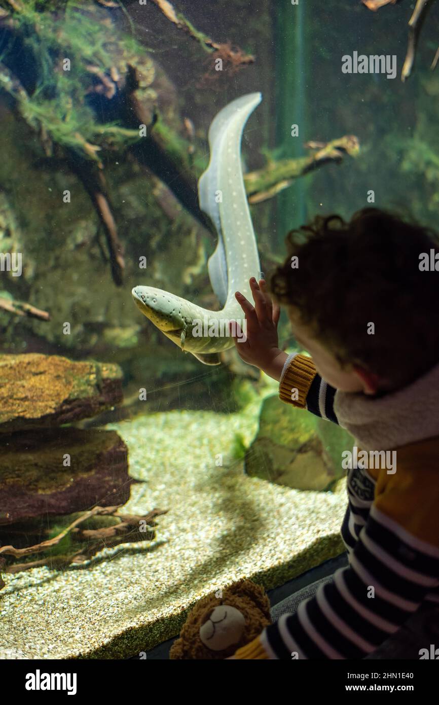 Boy aquarium hi-res stock photography and images - Alamy