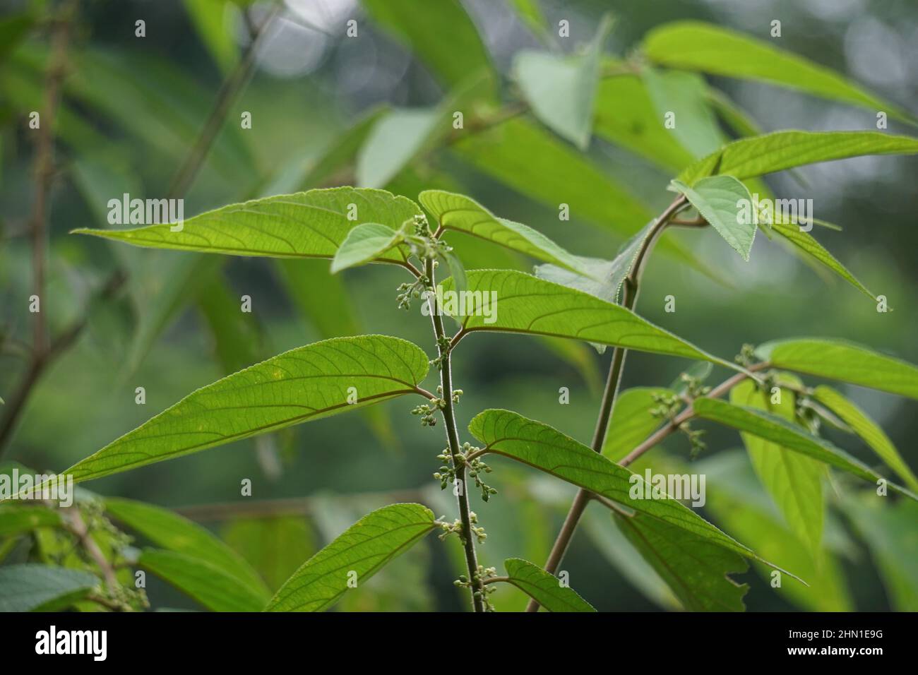 Trema orientale (also called Trema orientalis, Cannabaceae, charcoal ...