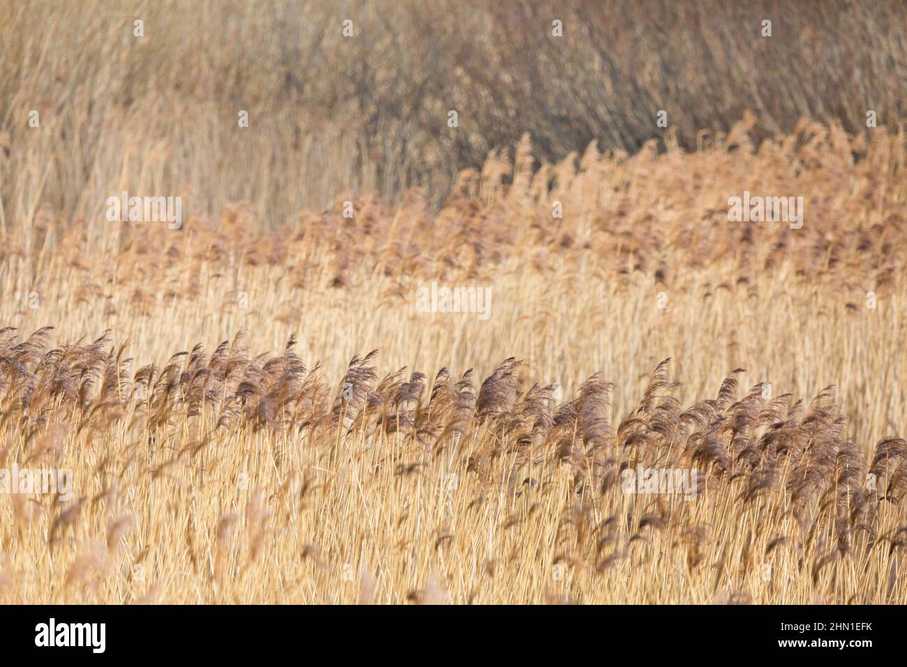 Reeds and wetland trees in a nature reserve in North East England, a ...