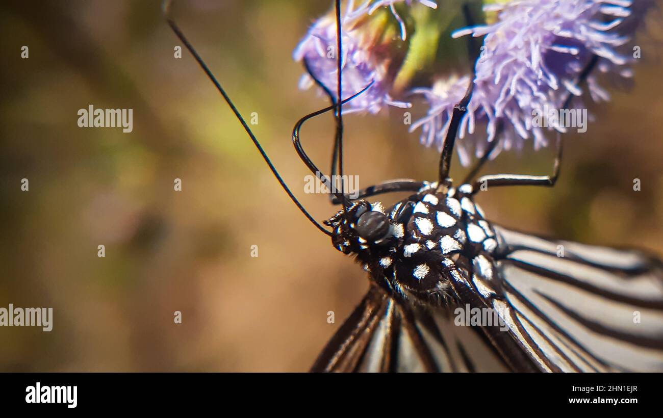 Butterfly nactoring on flower. glassy tiger ( parantia aglea Stock ...