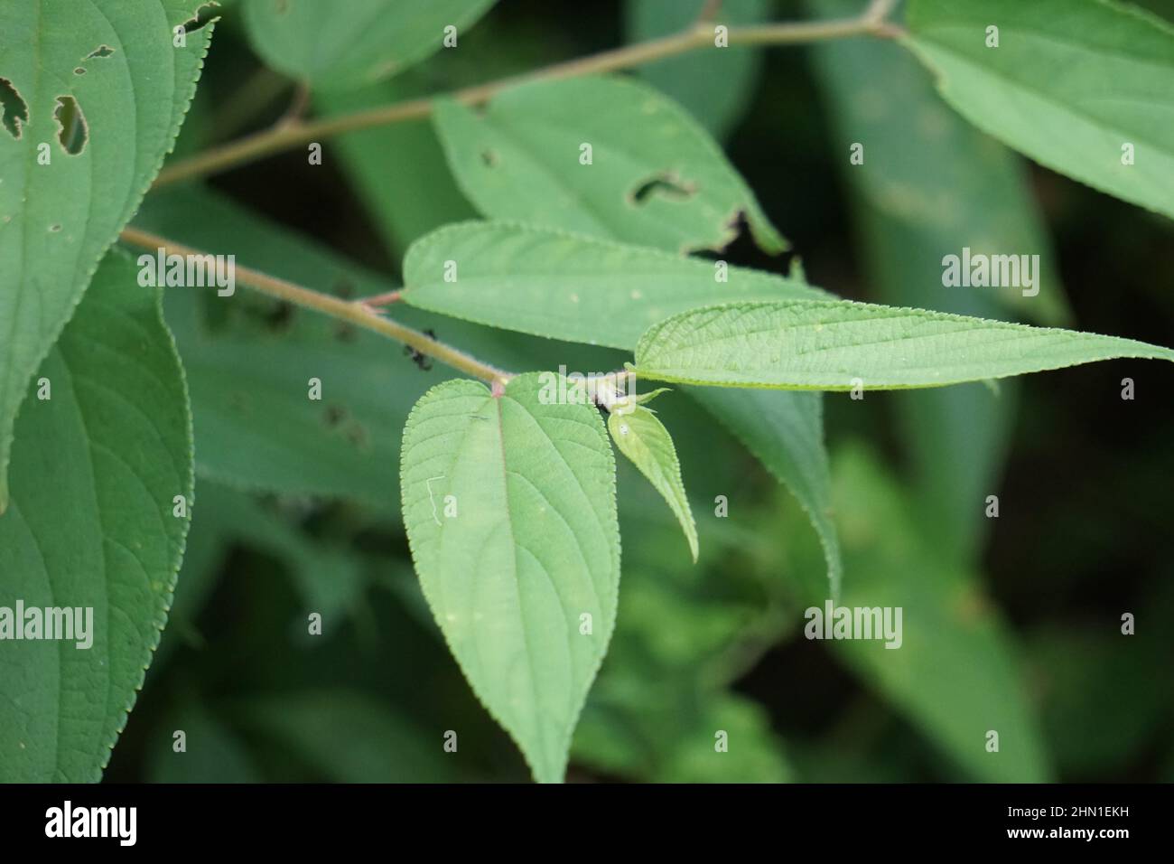 Trema orientale (also called Trema orientalis, Cannabaceae, charcoal ...