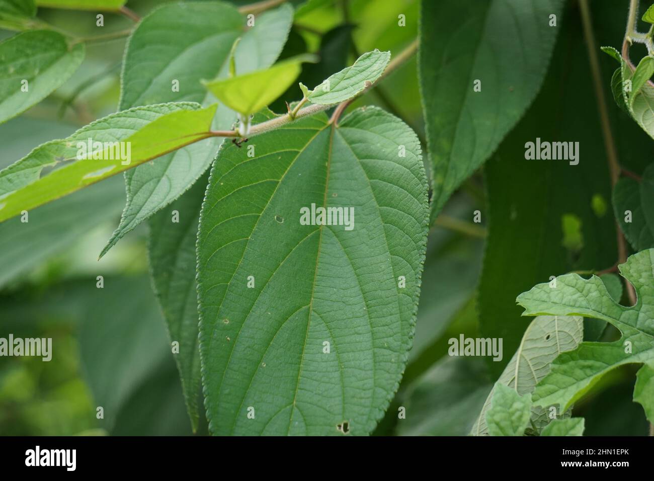 Trema orientale (also called Trema orientalis, Cannabaceae, charcoal ...