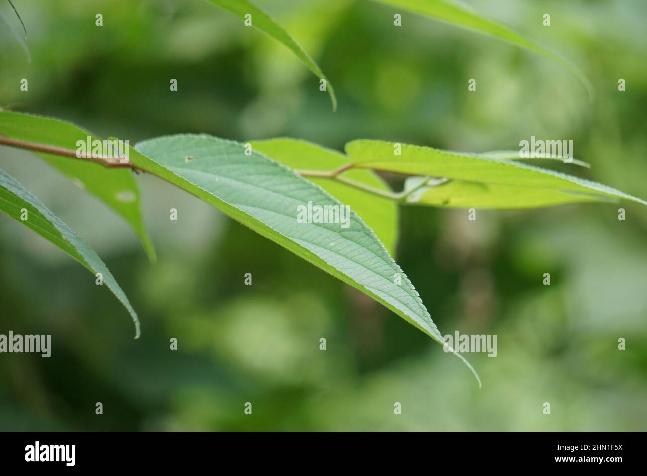 Trema orientale (also called Trema orientalis, Cannabaceae, charcoal ...