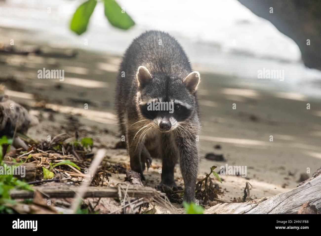 Group of raccoons hi-res stock photography and images - Alamy