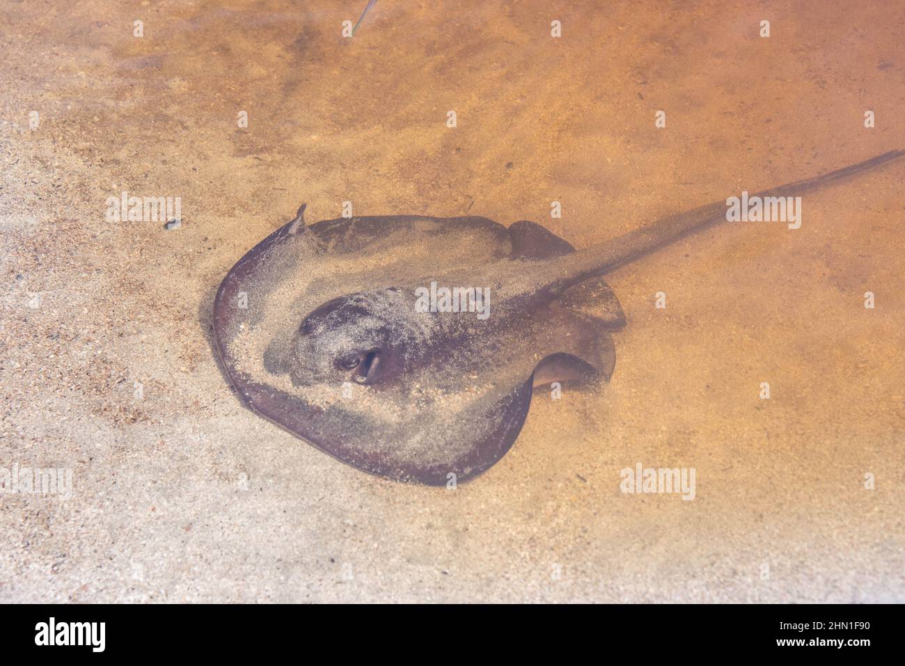 Round stingray (Urobatis halleri), Cahuita National Park, Costa Rica ...