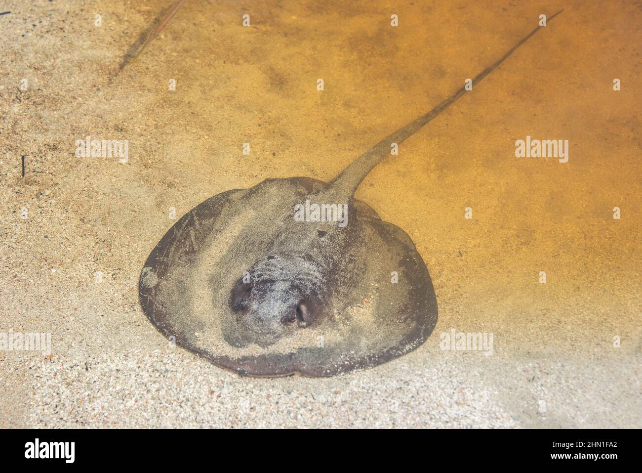 Round stingray (Urobatis halleri), Cahuita National Park, Costa Rica ...