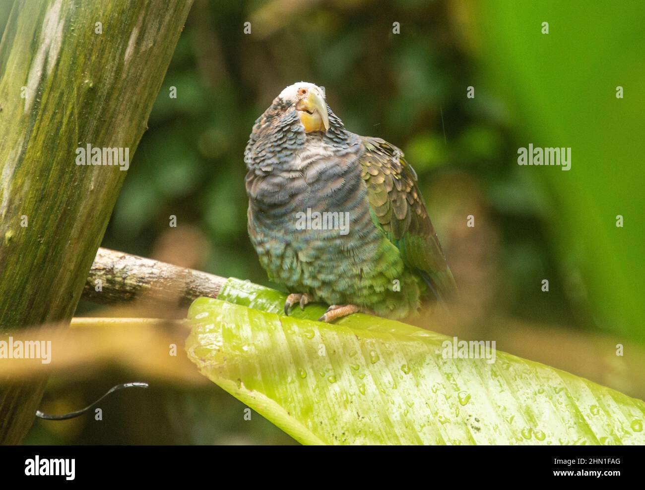 White-crowned Parrot (Pionus senilis), Cahuita National Park, Costa ...